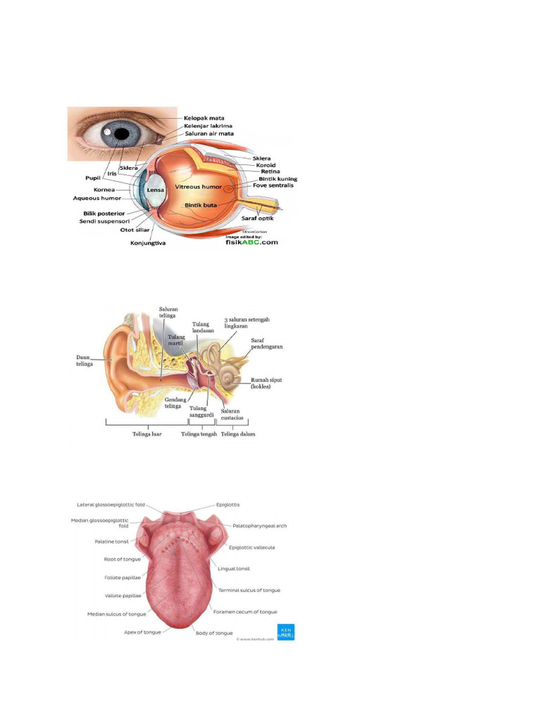Anatomy Alat Indra | PDF