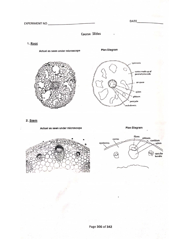 Bio p3 Plan Diagrams | PDF
