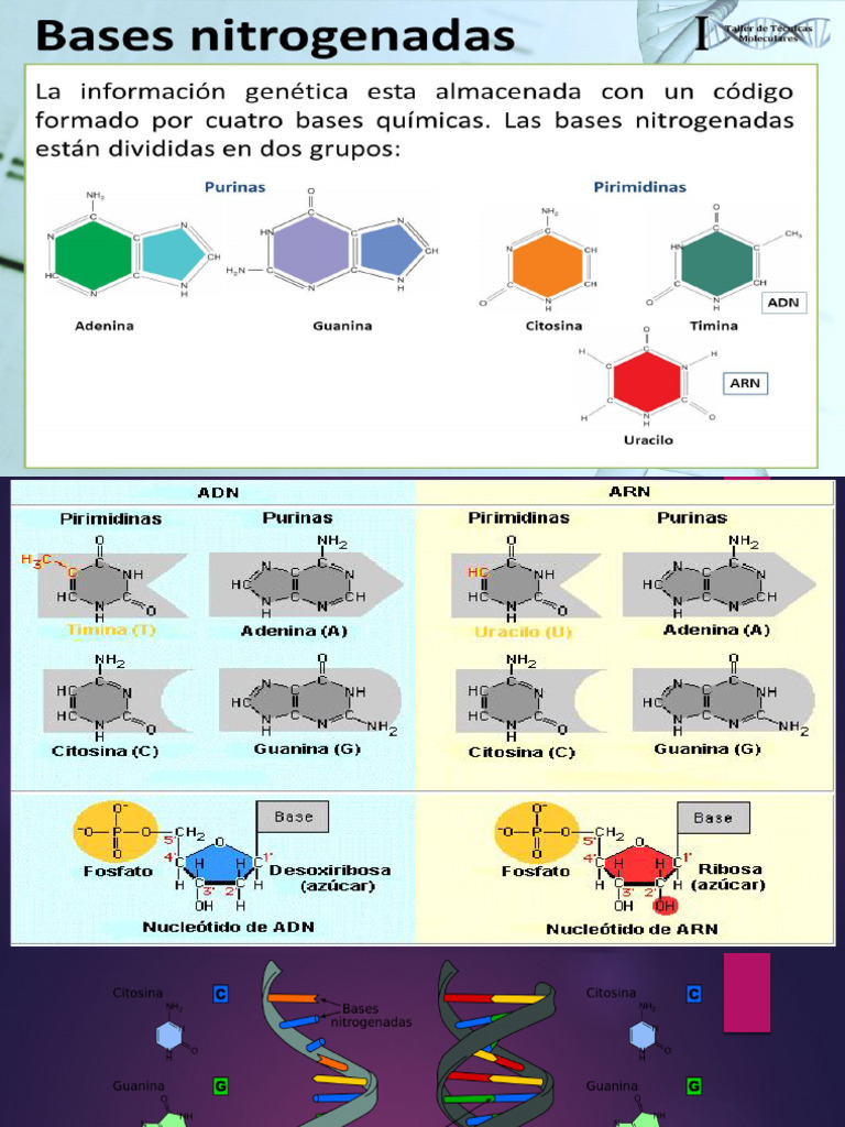 Bases Nitrogenadas | PDF