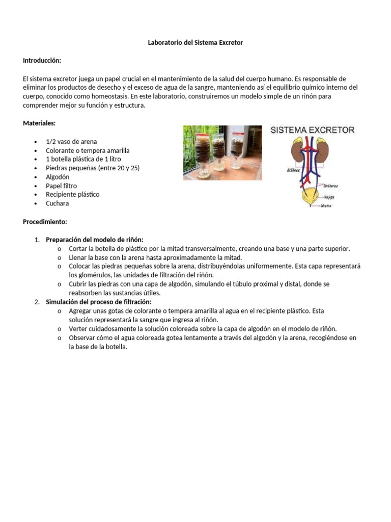 Laboratorio Sistema Excretor (2) | PDF