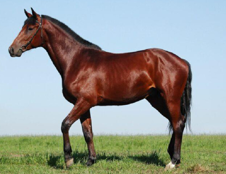 Caballo | PDF