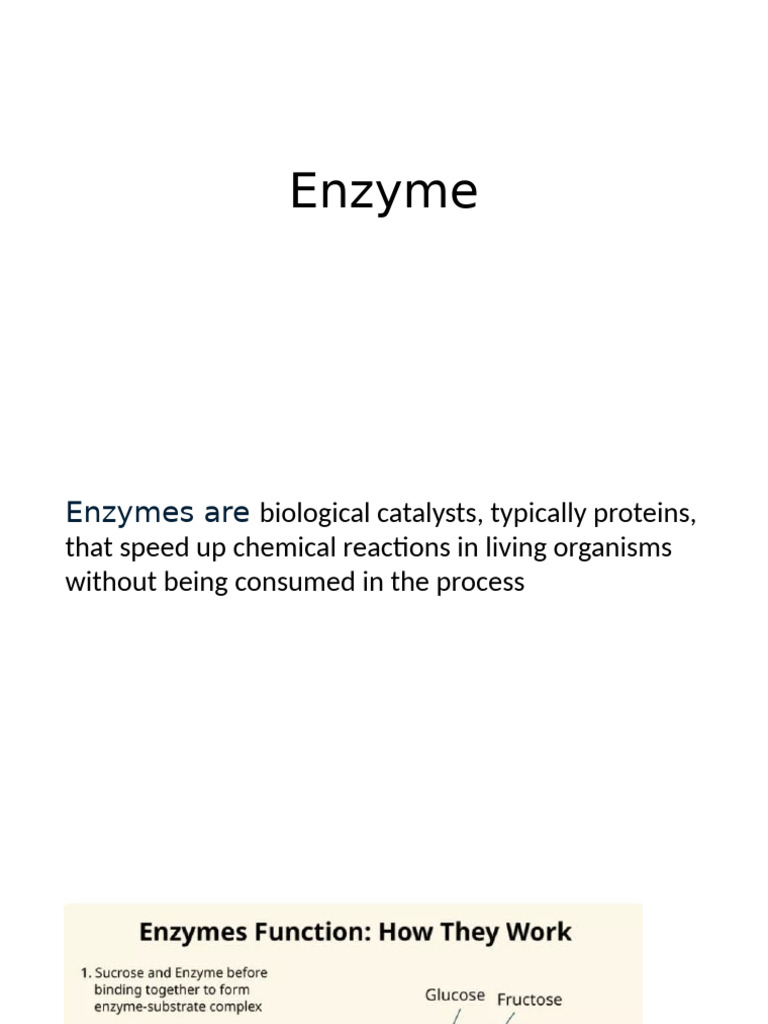 Enzyme | PDF