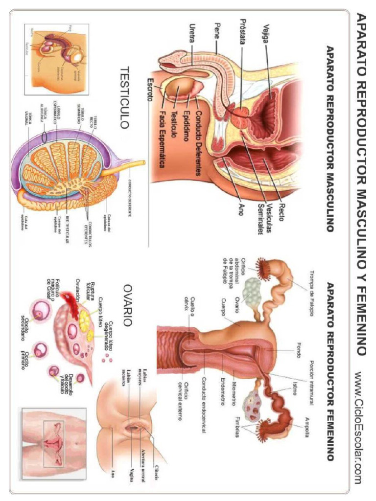 Lamina de aparato reproductor mascilino y femenino | PDF