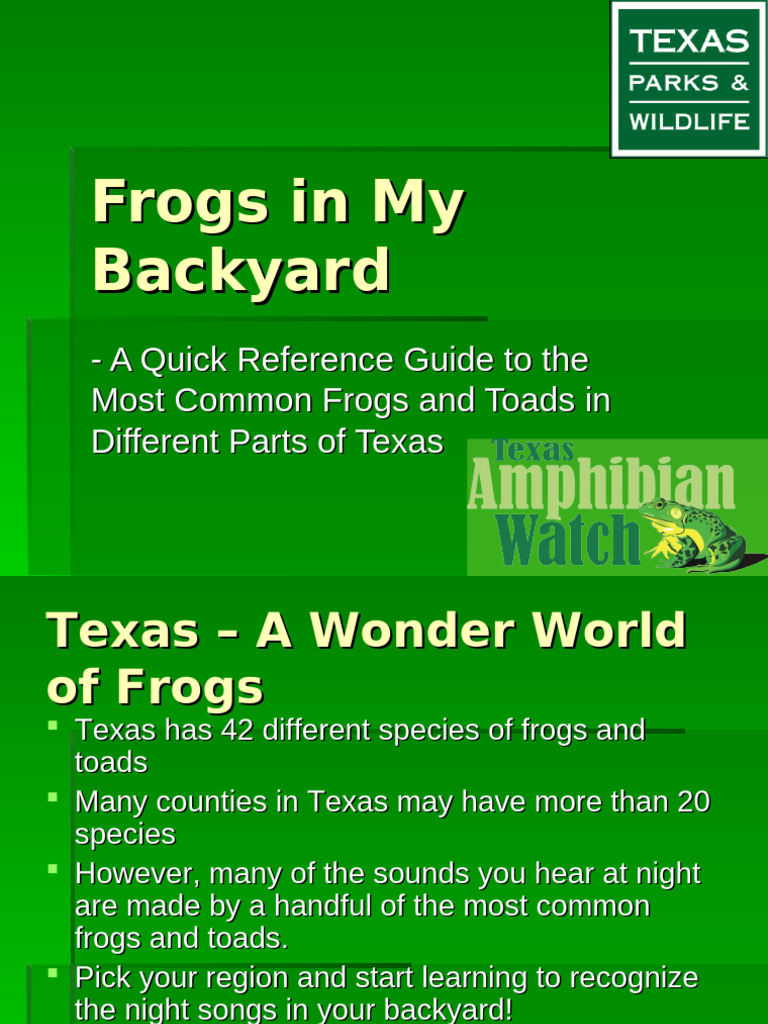 A Guide to Common Frogs Across Texas-1 | PDF | Frog | Amphibian