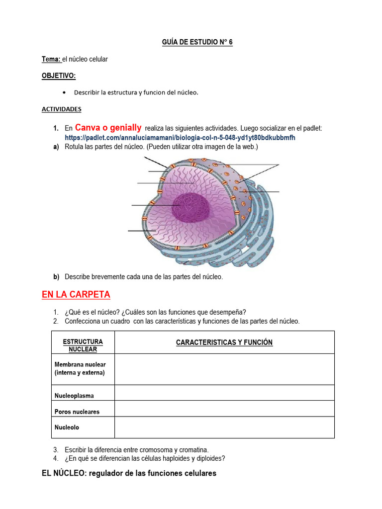 Estructura y Función del Núcleo Celular | PDF | Nucleo celular ...