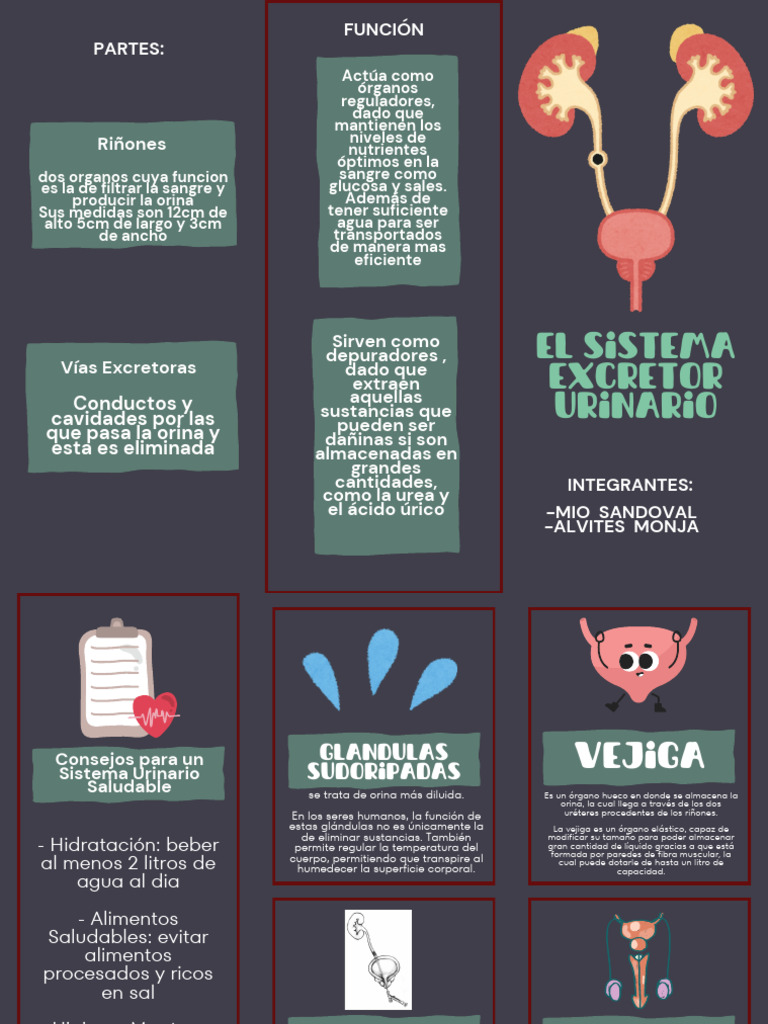 TRIPTICO SISTEMA EXCRETOR URINARIO | PDF | Sistema urinario | Orina