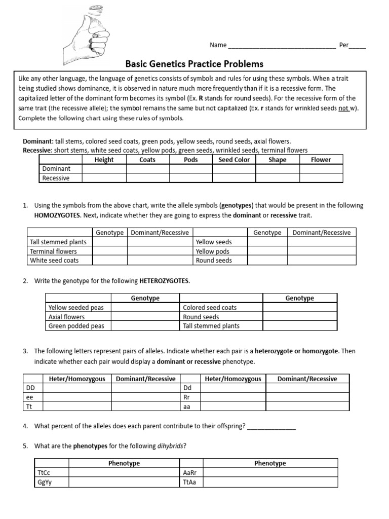 Basic Genetics Practice.docx | PDF | Dominance (Genetics) | Genotype