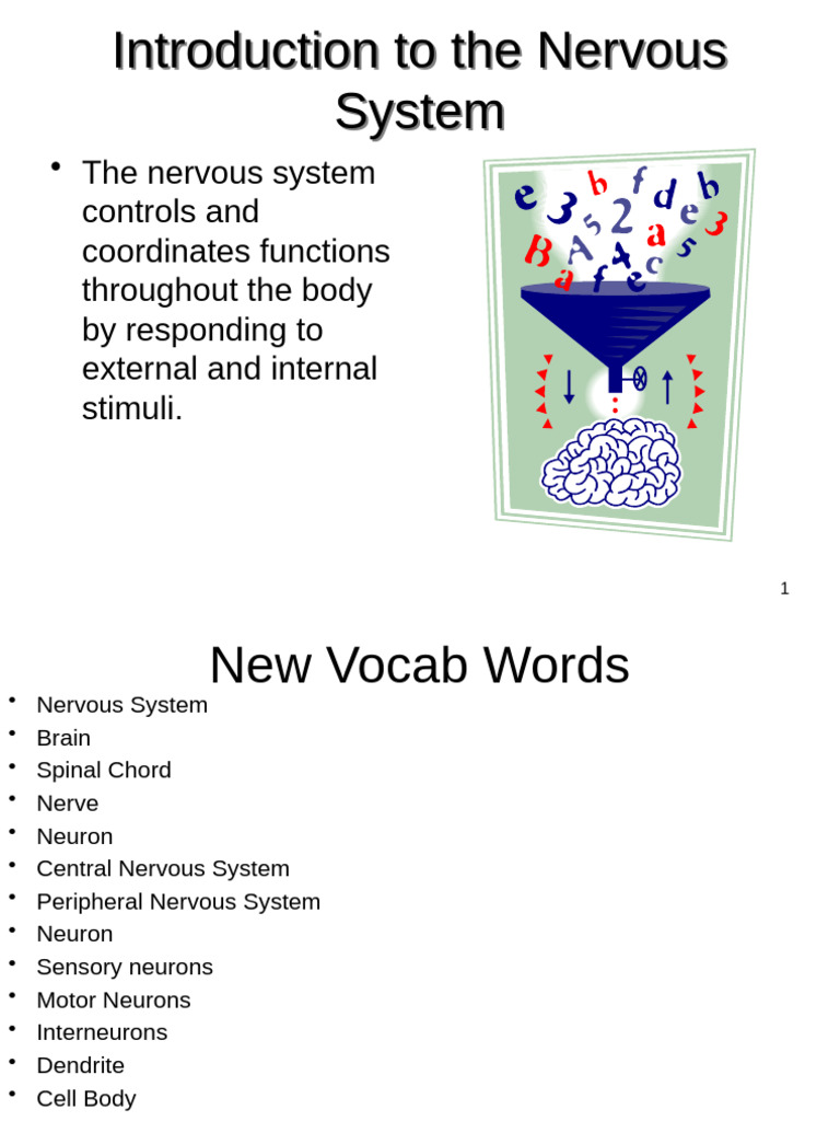 Intro To Nervous System | PDF | Nervous System | Central Nervous System