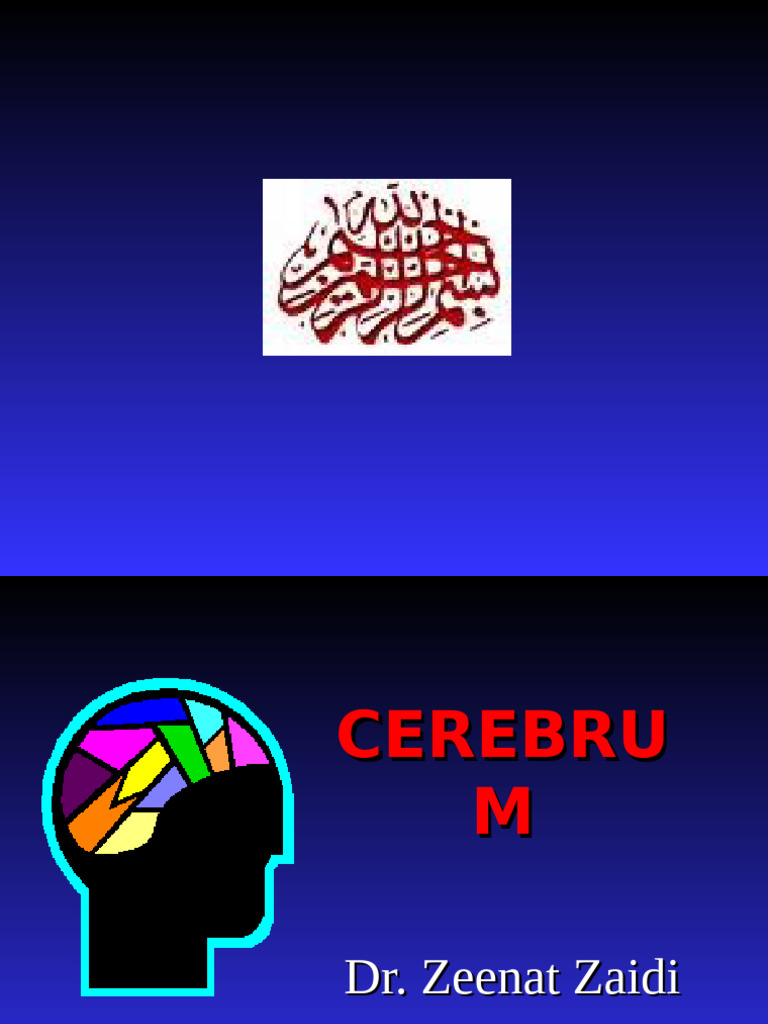 13. Cerebrum Cortical Areas | PDF | Cerebral Cortex | Parietal Lobe