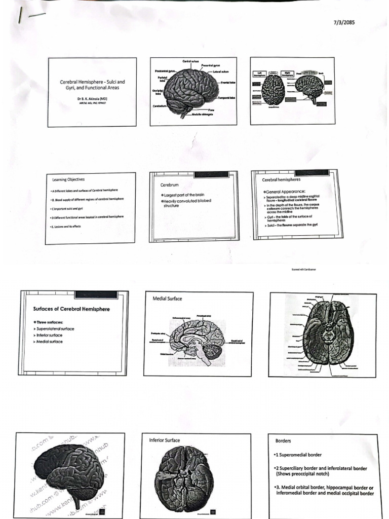 Cerebral Hemisphere - Sulci and Gyri, and Functional Areas. | PDF