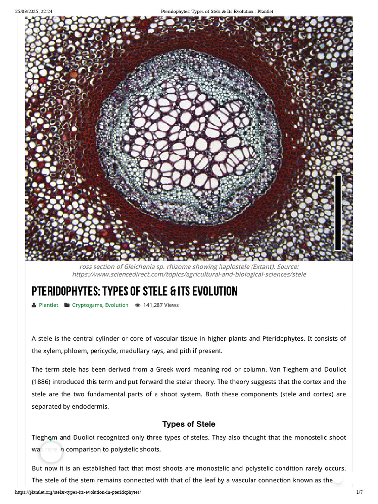 Types and Evolution of Pteridophyte Steles | PDF | Anatomy | Botany