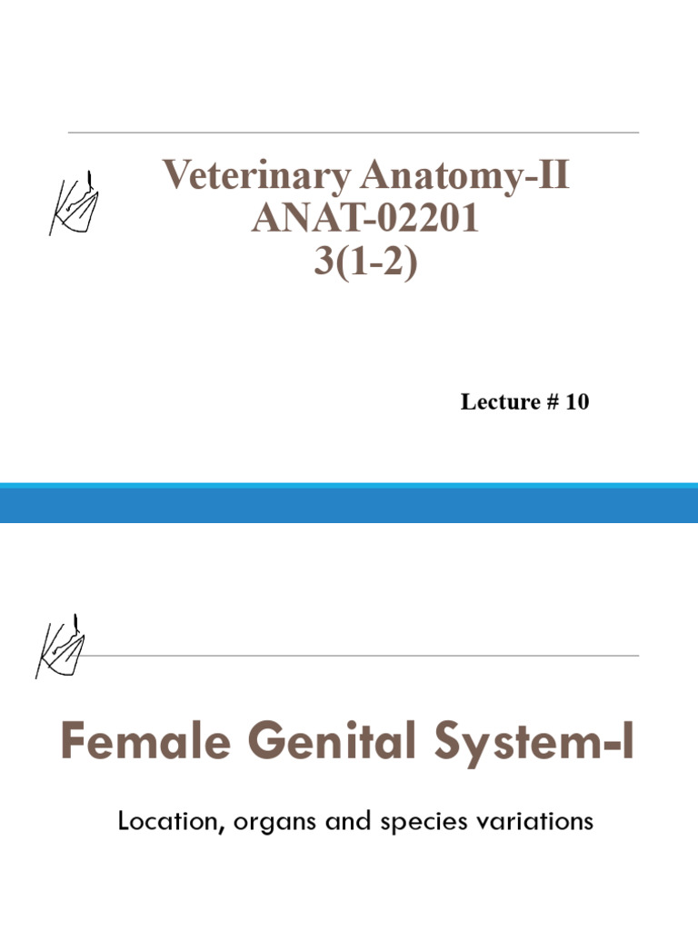 Lecture 10 | PDF | Uterus | Ovary