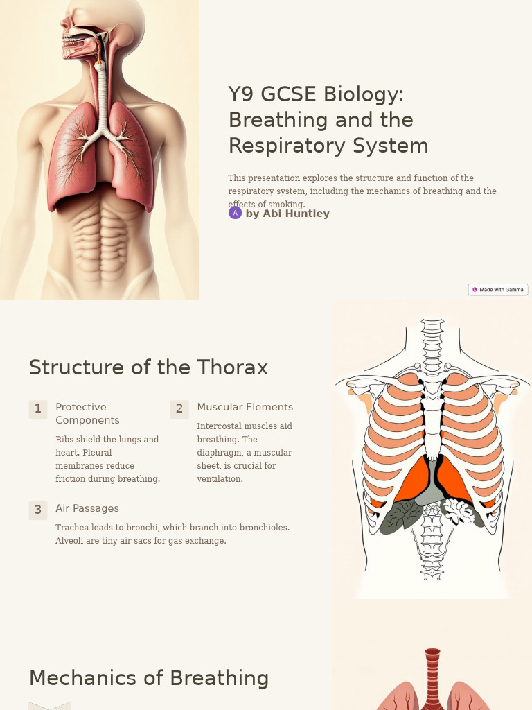 Y9 GCSE Biology Breathing and The Respiratory System | PDF