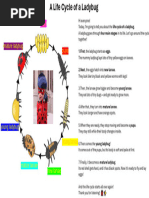 Lizard Life Cycle Stages Explained | PDF