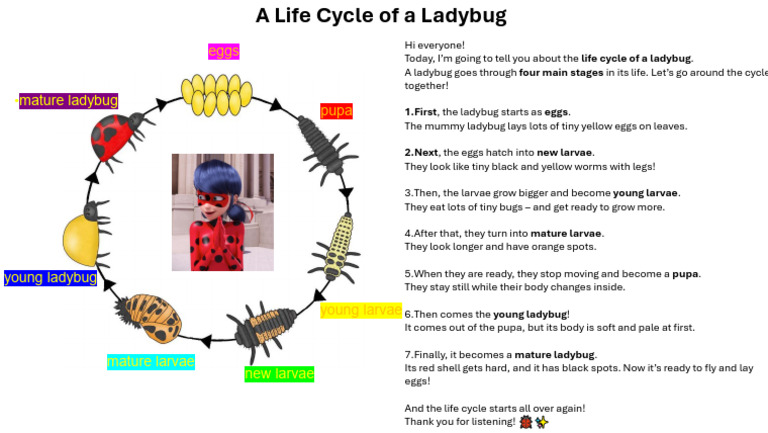 A Life Cycle of A Ladybug | PDF