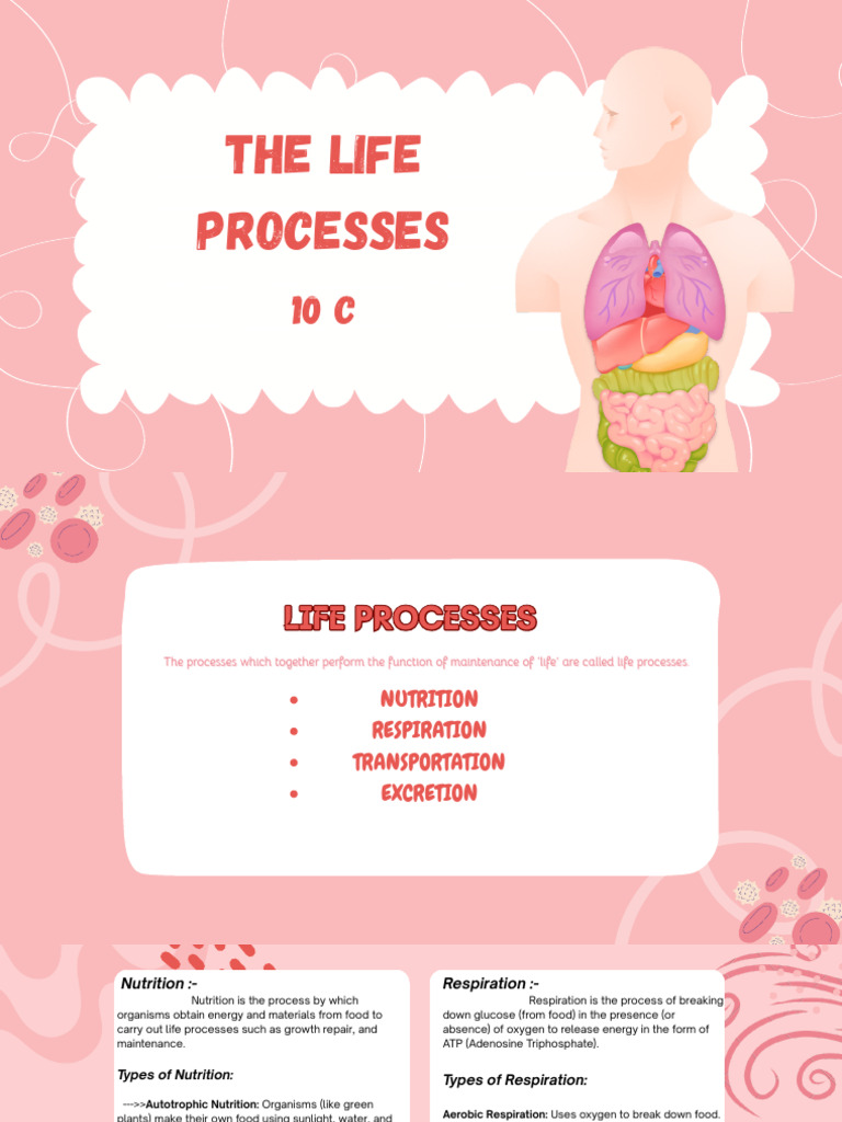 Pink Illustrative The Human Body Presentation | PDF | Cellular ...