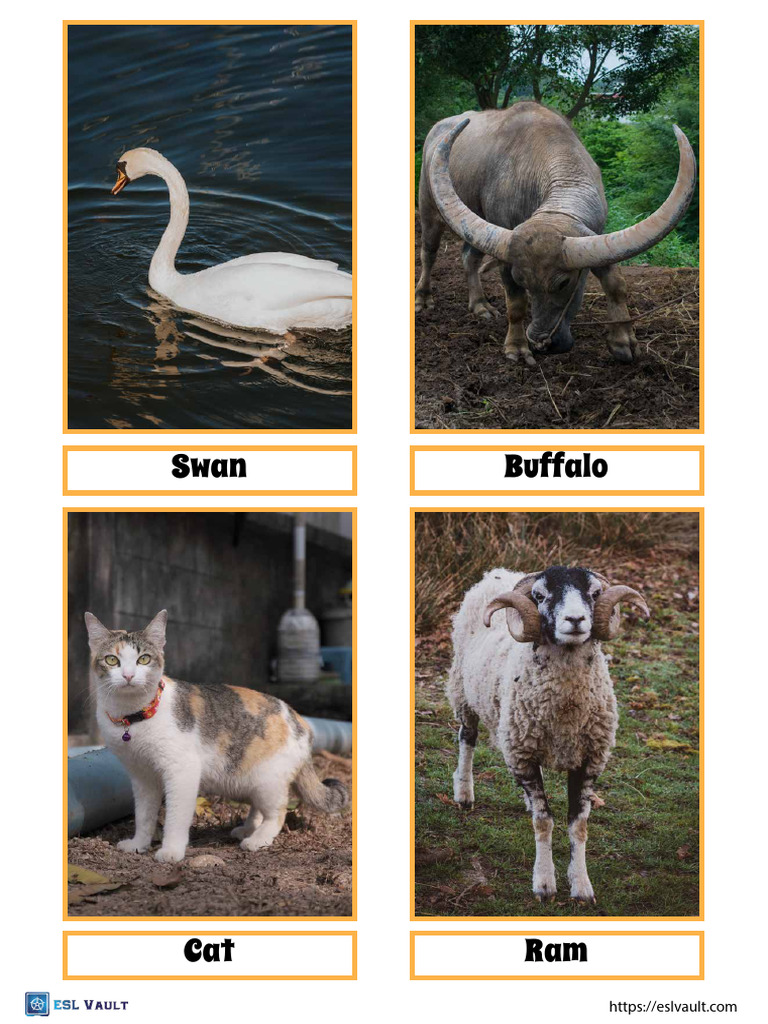 Real Life Farm Animals Flashcards PDF 6 | PDF