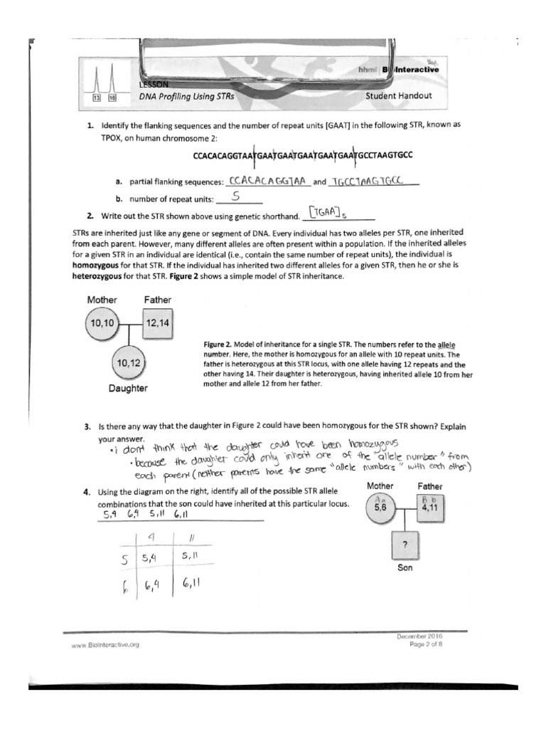 DNA Profiling Using STRs | PDF
