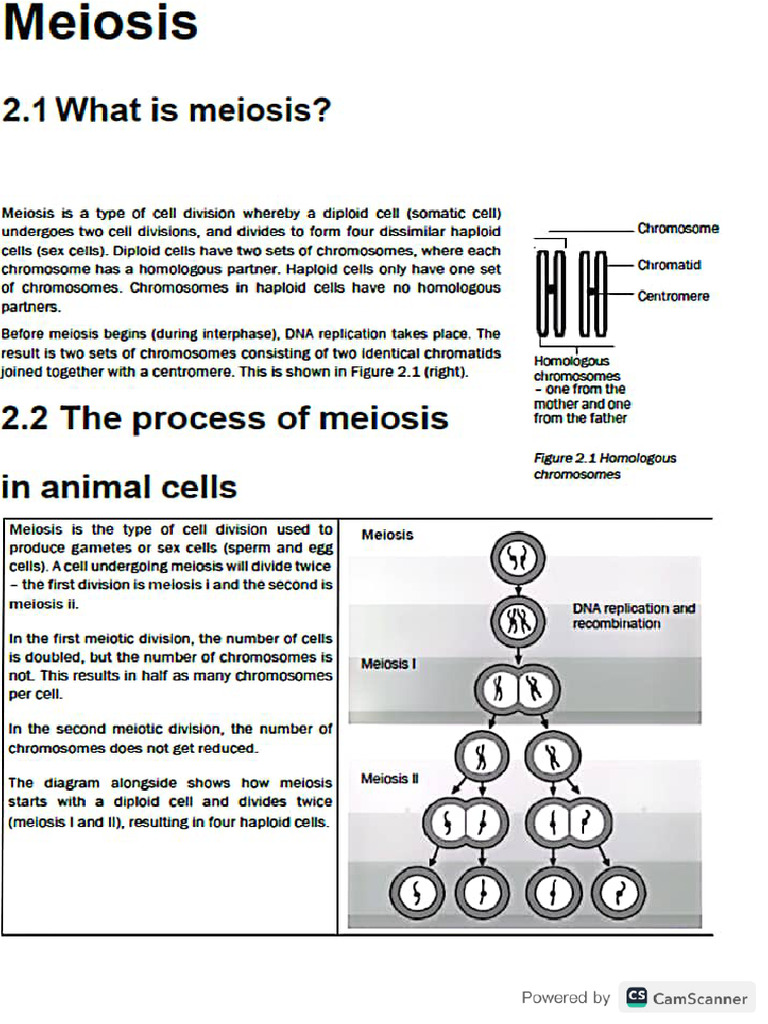 Meiosis Notes | PDF