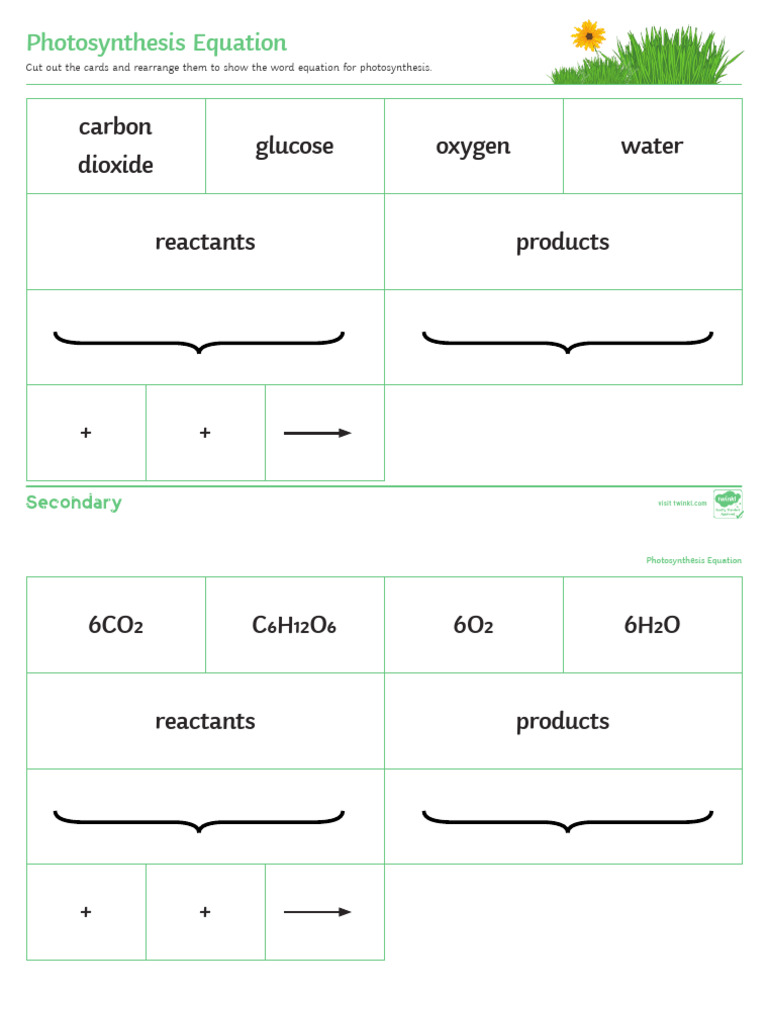 Photosynthesis Word Equation Guide | PDF | Photosynthesis | Leaf