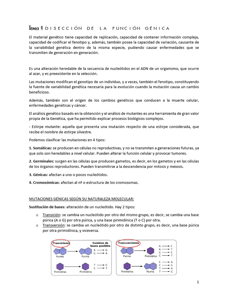 Tema 4, Bloque 2 | PDF | Mutación | Mutageno