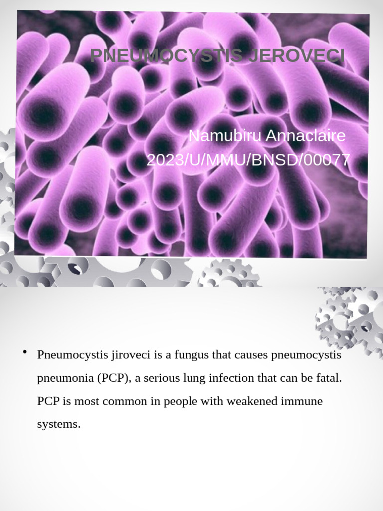 Pneumocystis Jerovecii | PDF | Infection | Microbiology