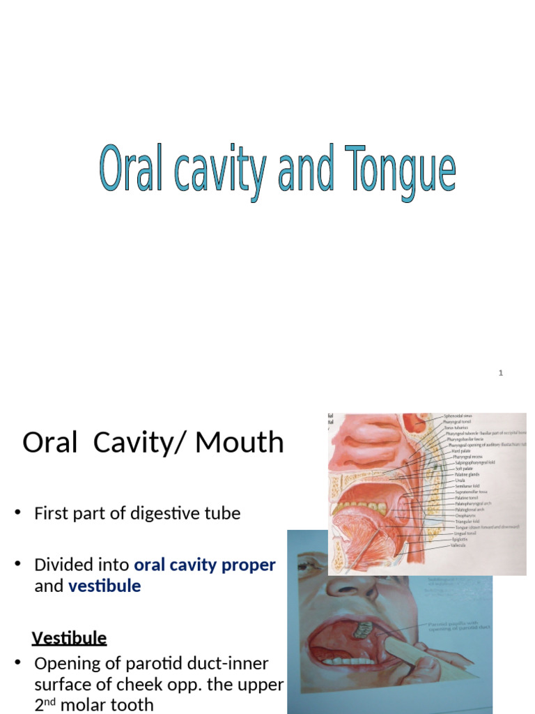 ORAL CAVITY and TONGUE | PDF | Tongue | Human Anatomy