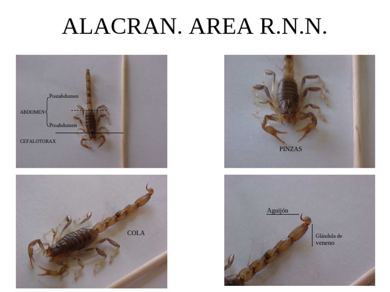 Anatomía del Alacrán: Partes Clave | PDF
