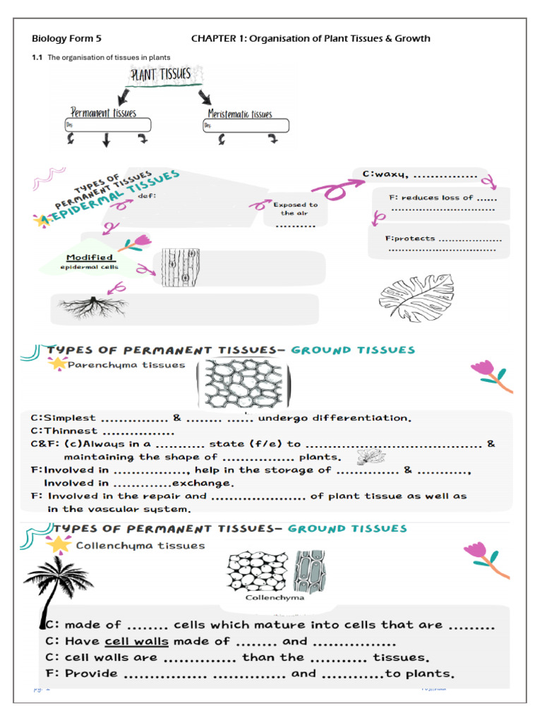 CHAPTER 1 Organisation of plant tissue and Growth | PDF | Plant Stem | Root