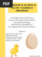 Formacion Del Pollito Dentro Del Huevo | PDF | Embrión | Huevo