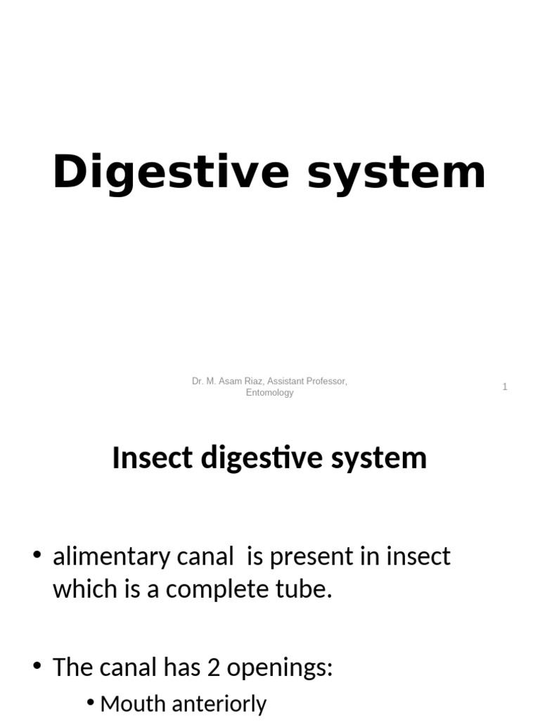 02 Insect Digestive System 1 | PDF | Esophagus | Epithelium