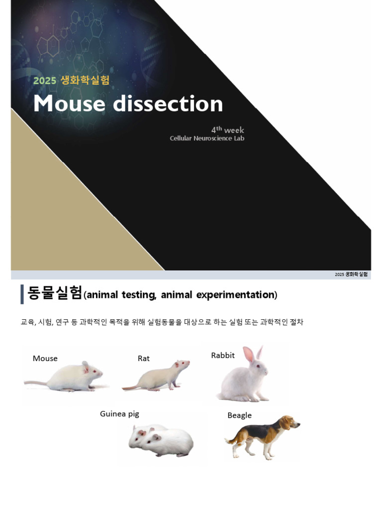 2025 생화실 - 4th Mouse dissection. | PDF