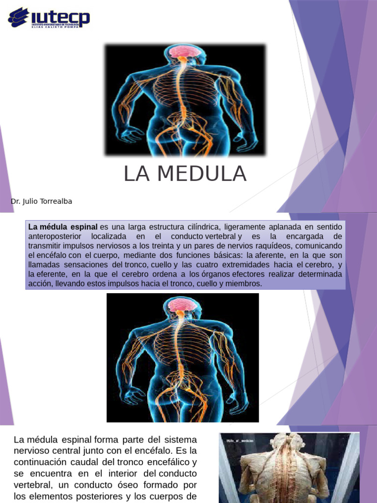 La Medula | PDF | Médula espinal | Materia gris