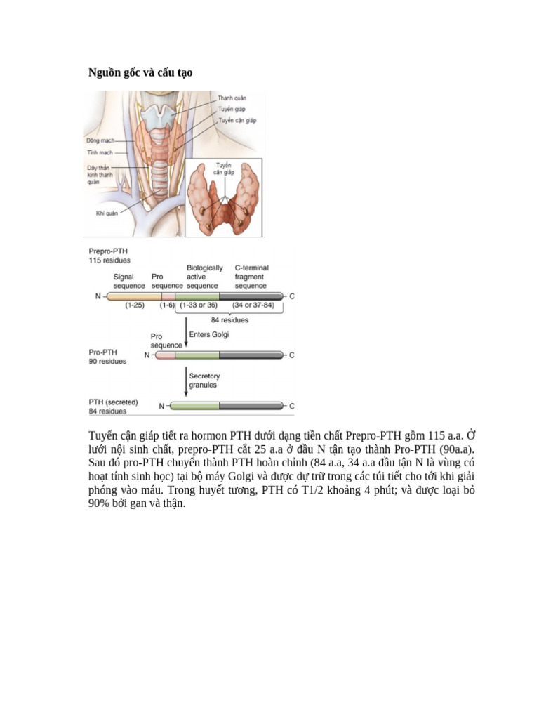PTH Và UT Cận Giáp | PDF