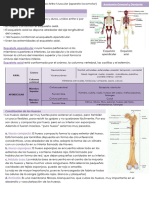 Guía de Reparos Anatómicos Óseos | PDF