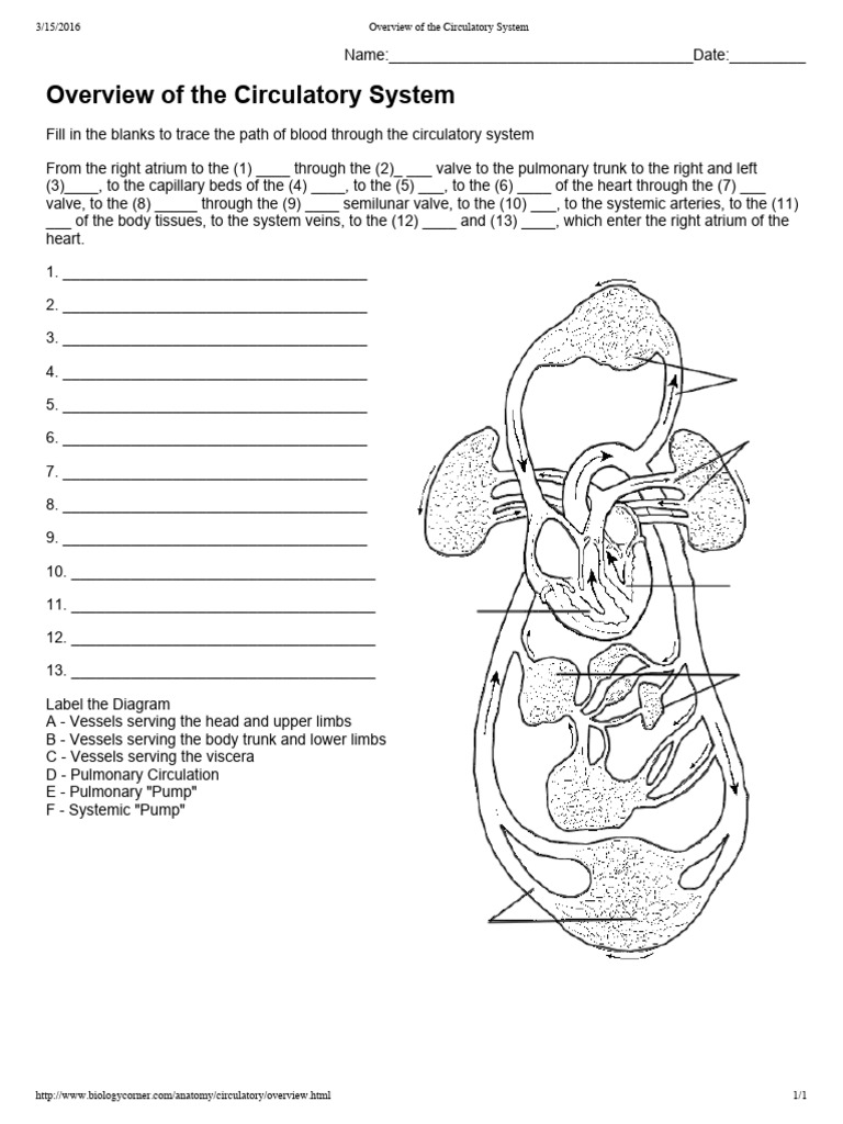 4overview of The Circulatory System | PDF
