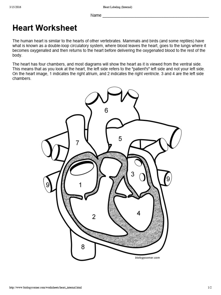 heart_labeling__internal_ | PDF | Heart | Heart Valve