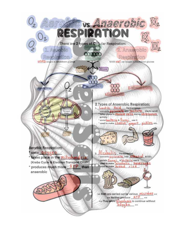 2 Respiration Types | PDF