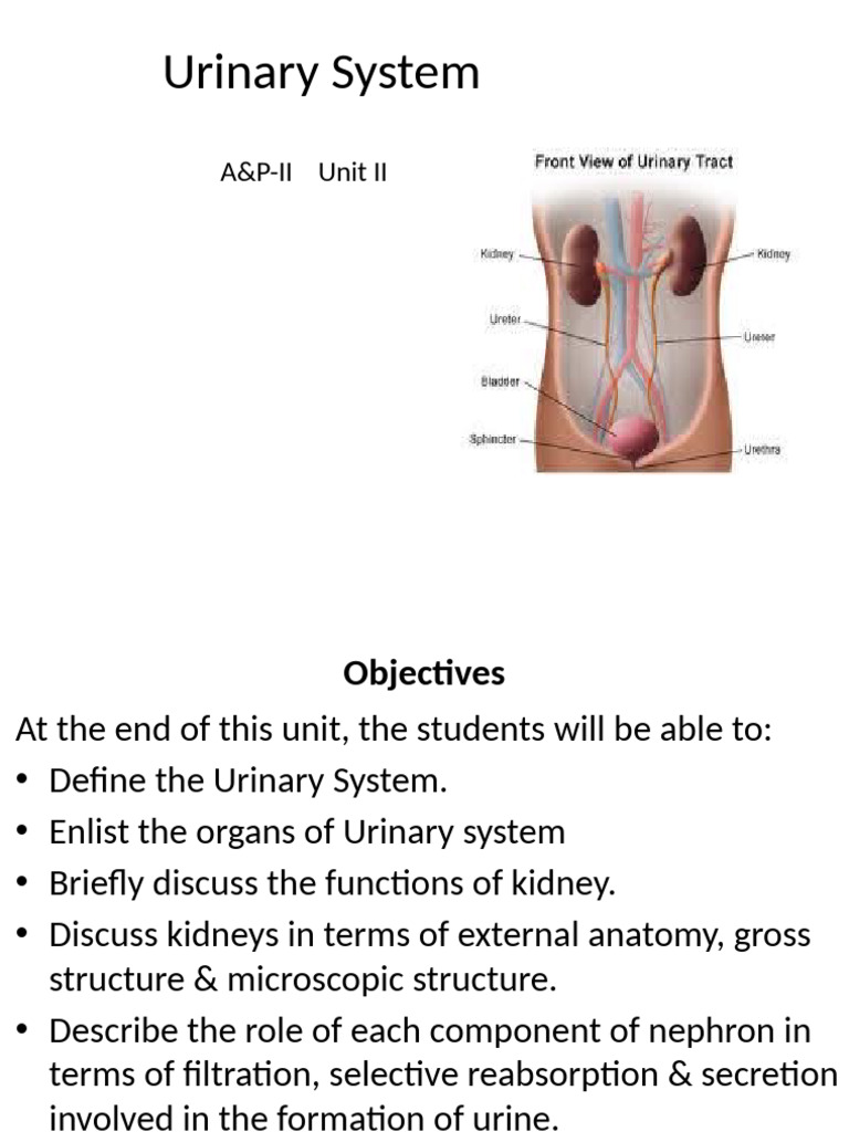 Unit 2 Urinary System | PDF | Urination | Kidney