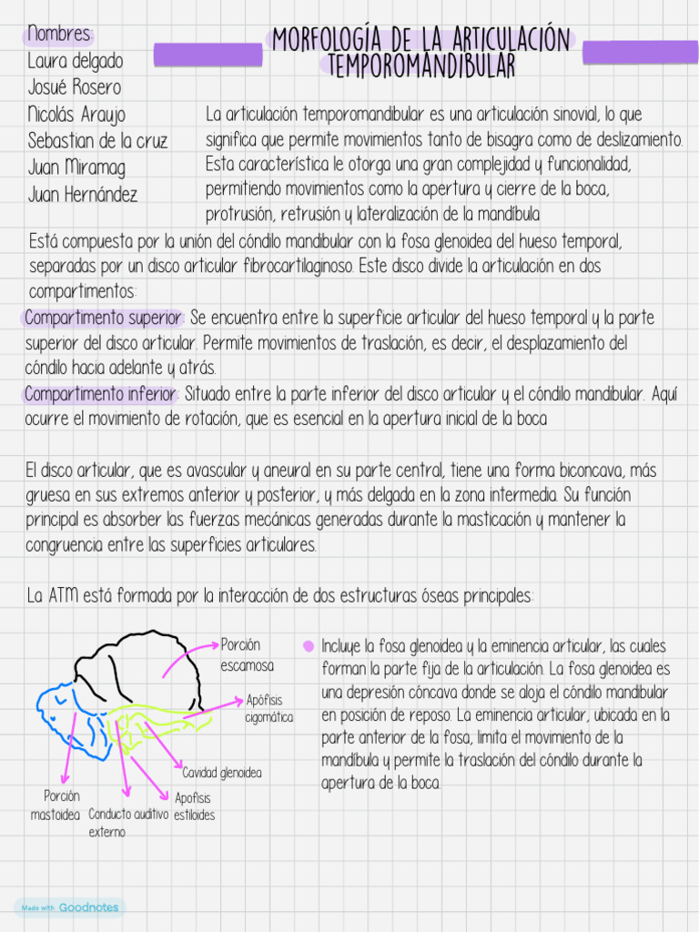 Morfo C&C | PDF | Articulación | Anatomía humana