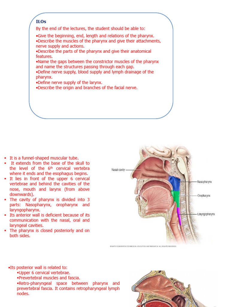 Pharynx, Larynx and 7th Nerve | PDF | Larynx | Respiratory System