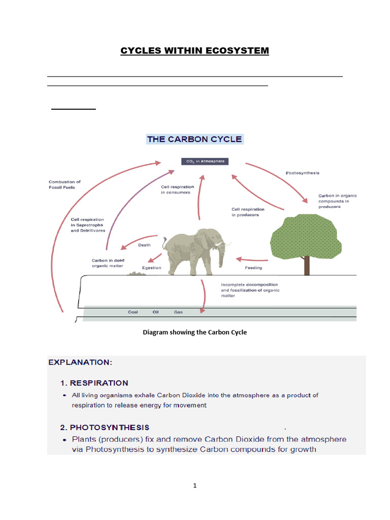 Cycles Within Ecosystem 11 | PDF