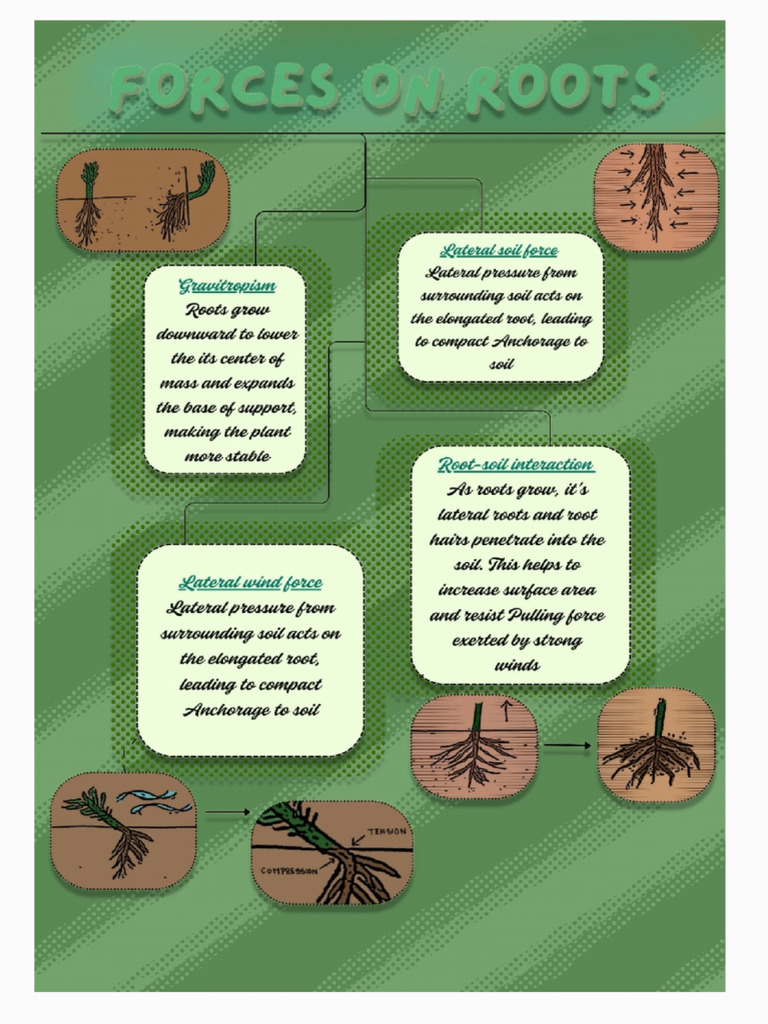 Poster SM | PDF