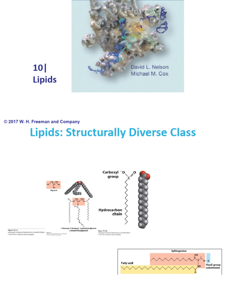 Lehninger Ch10 Lipids | PDF | Lipid | Fat