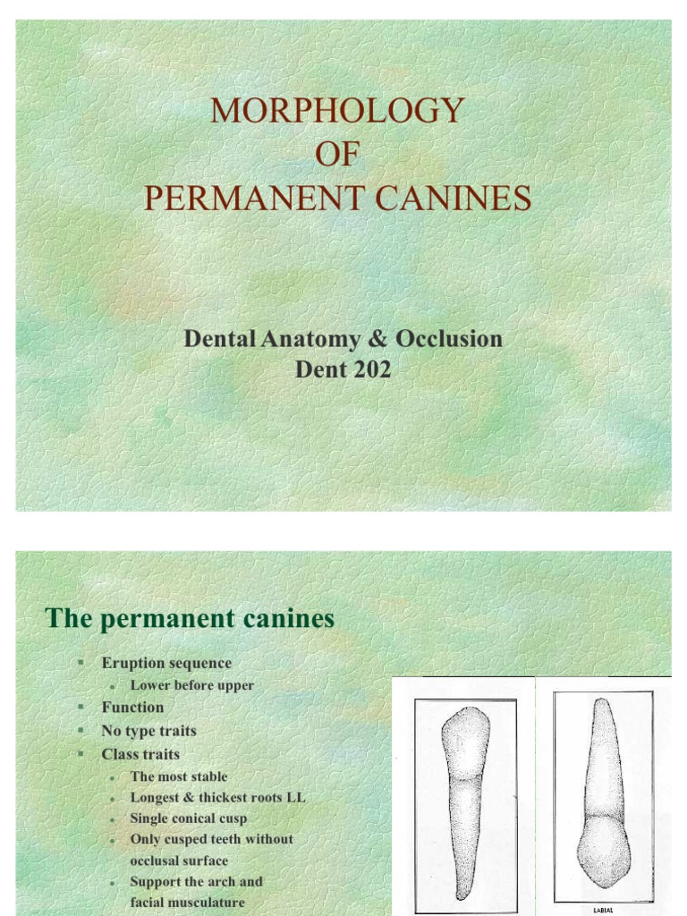 Morphology of Permanent Canines | Dental Anatomy | Physiognomy