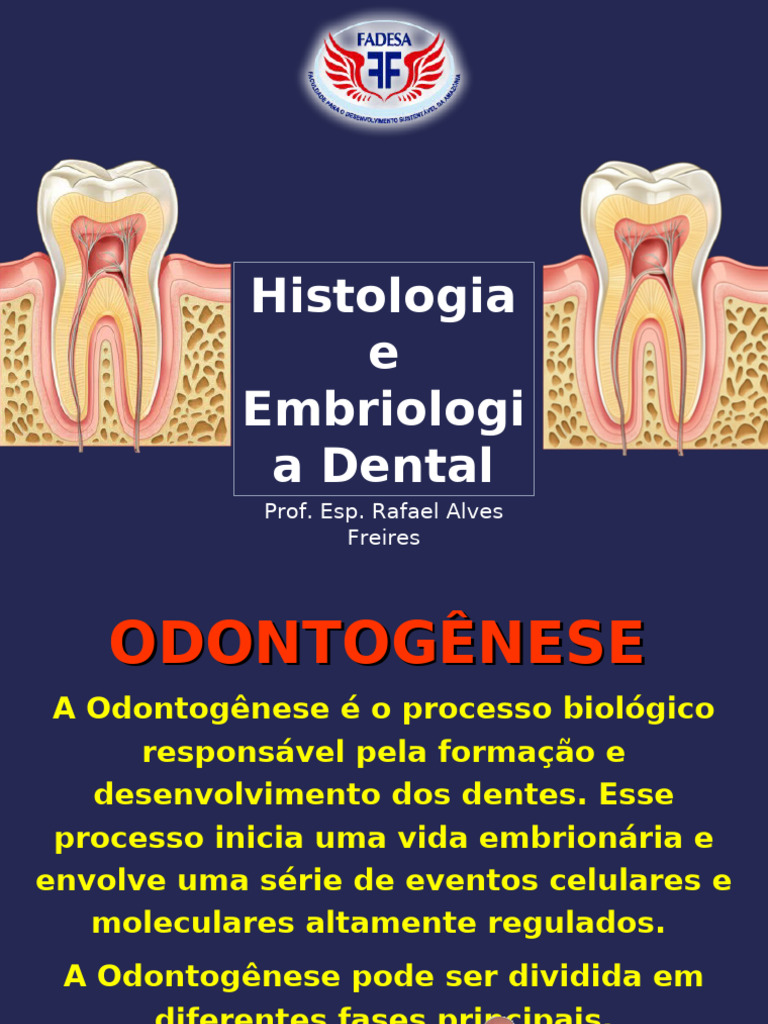 Aula 2 Odontogenese | PDF | Dente humano | Anatomia dental