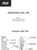 Anatomía del Maléolo Interno del Tobillo | PDF | Tobillo | Anatomía del ...