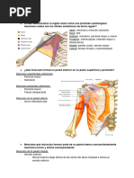 Región Axilar Resumen Prrre | PDF | Tórax | Anatomía humana