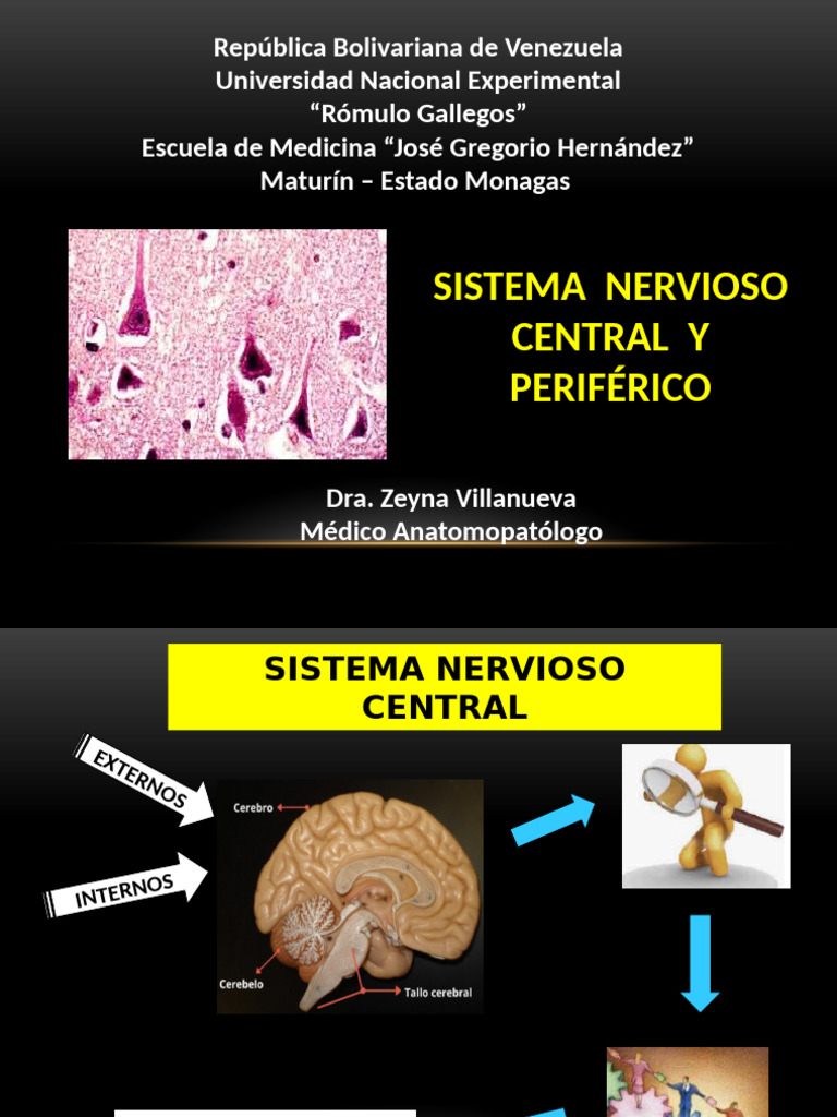SNC y SNP | PDF | Nervio | Axon