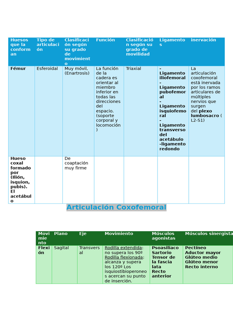 Articulación Coxofemoral Cuadro Integrador | PDF | Rodilla | Cadera